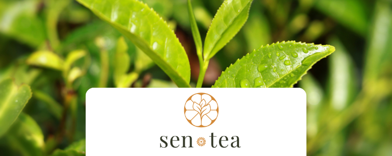 SEN Global | Leading in Trading & Innovation across Sri Lanka and Beyond